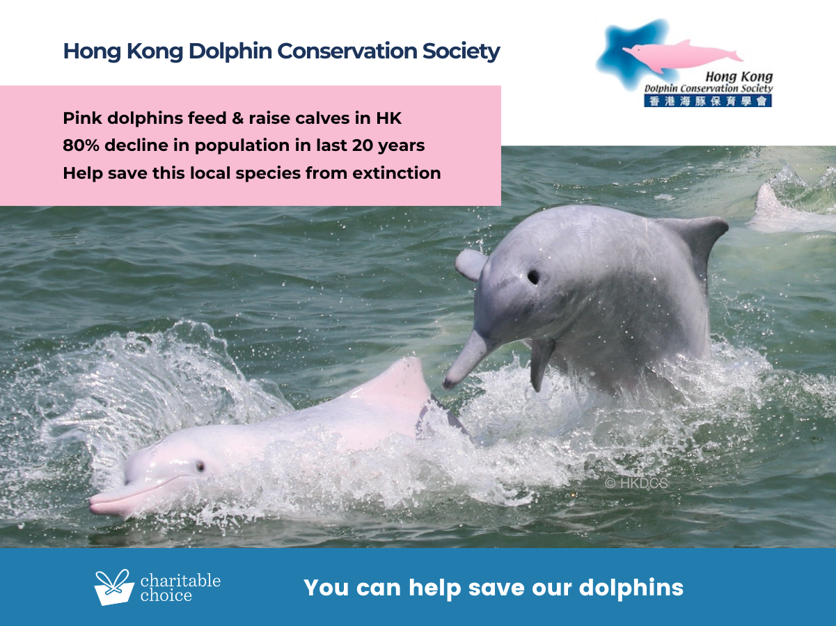 HK Dolphin Conservation Society - saving our dolphins from extinction ...